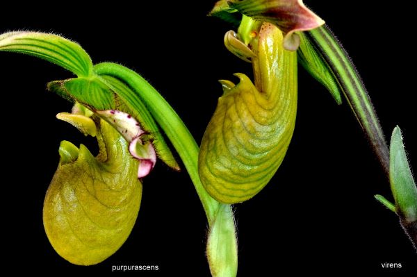 the Paph. javanicum Complex